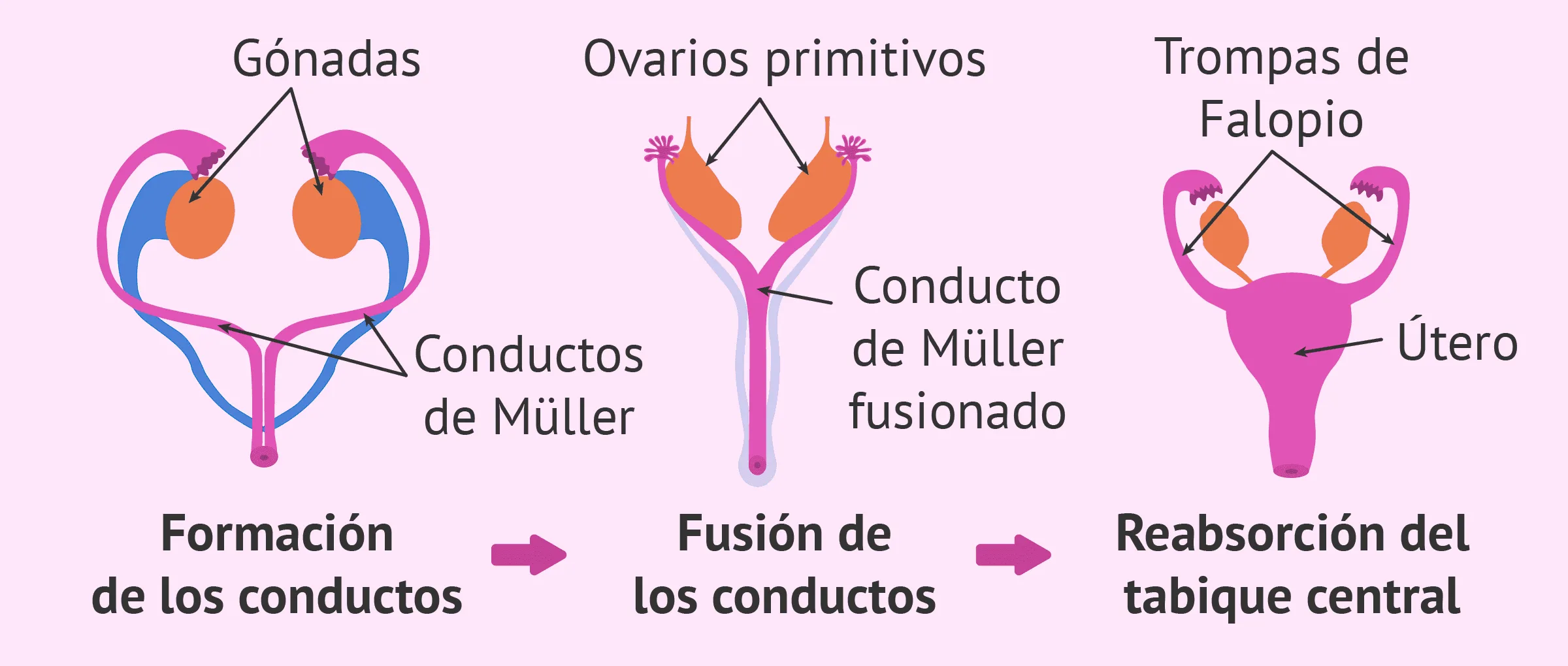 Anatomía Del Ovario Y El útero