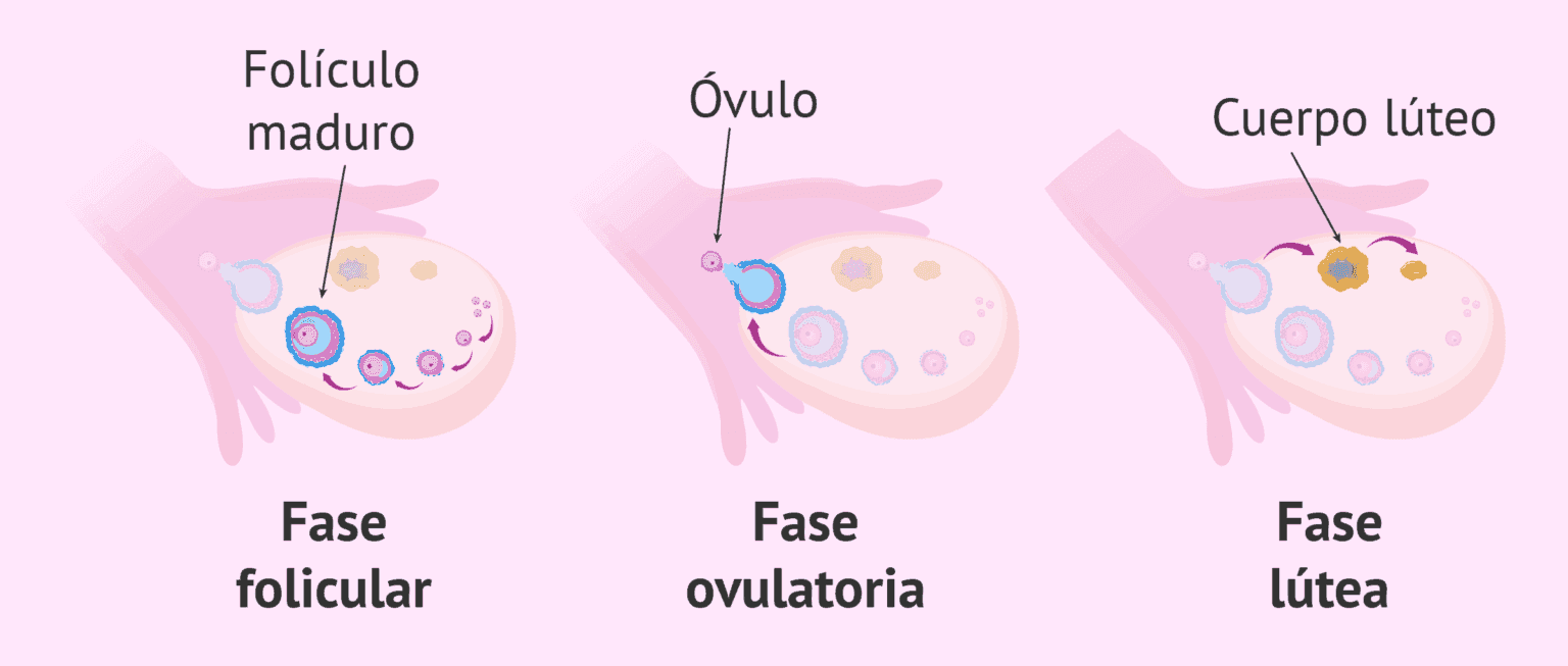 Cuáles Son Y Qué Ocurre En Las Distintas Fases De La Ovulación