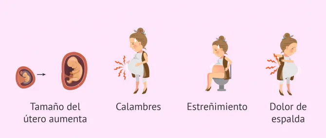 Feto Humano 16 Semanas Semana 10 (para Padres) | Nemours KidsHealth