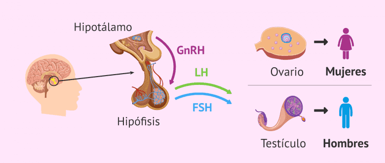 Hormona FSH: ¿cuáles son sus funciones y valores normales?
