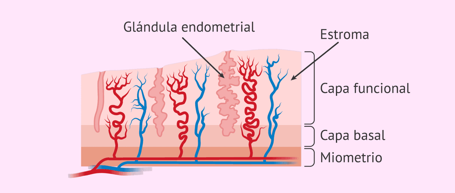 ¿Por qué es importante el endometrio en reproducción asistida?