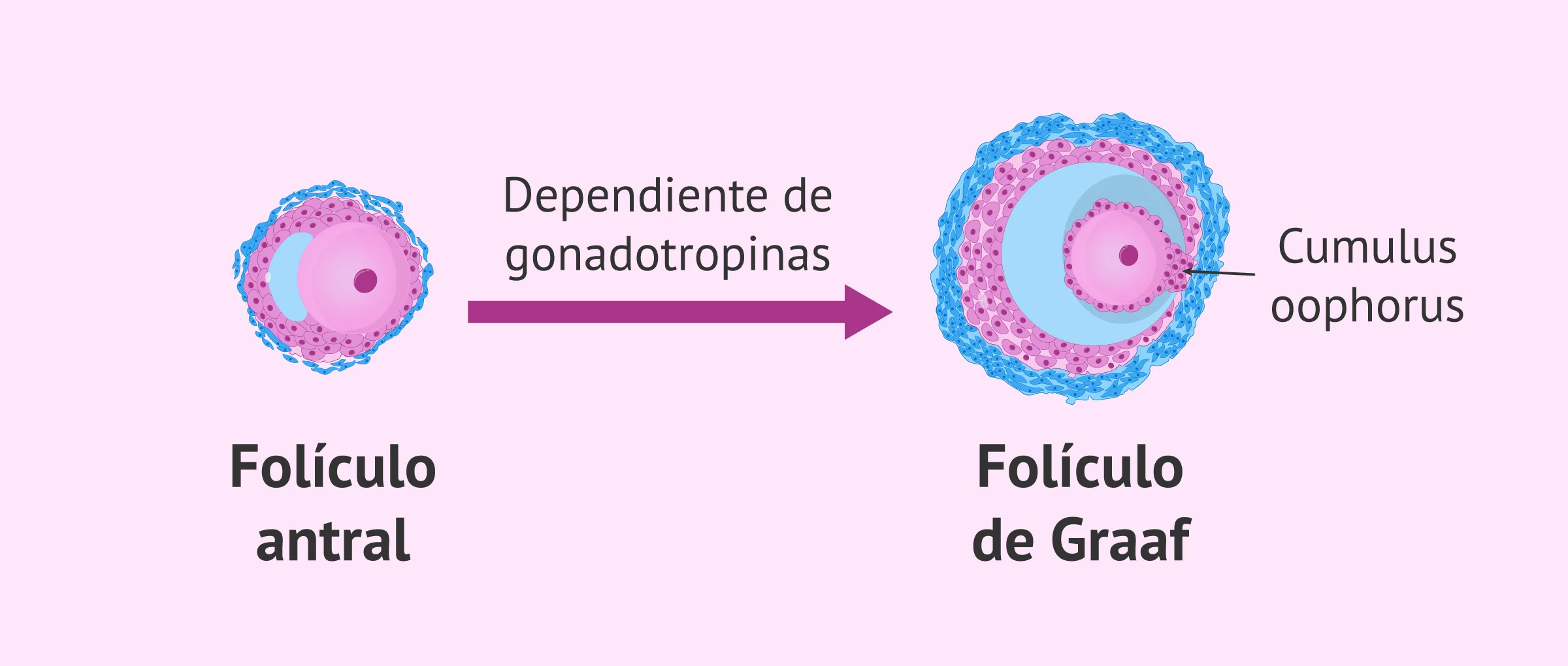 Lamina De Ovario Rotulada Como Foliculo De Graaf Videoflash #13