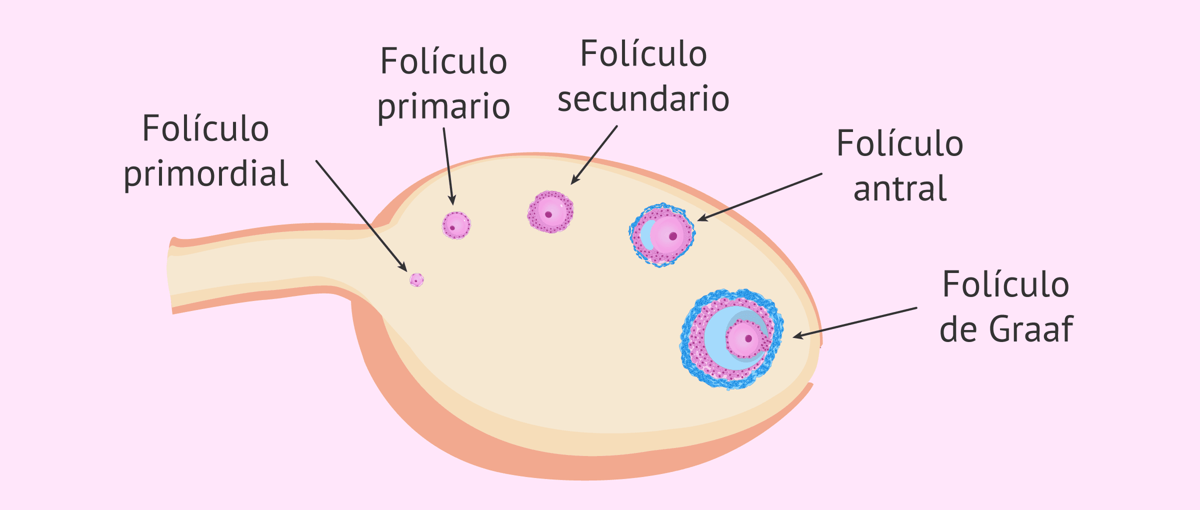 ¿Qué es la foliculogénesis y cuáles son sus etapas?