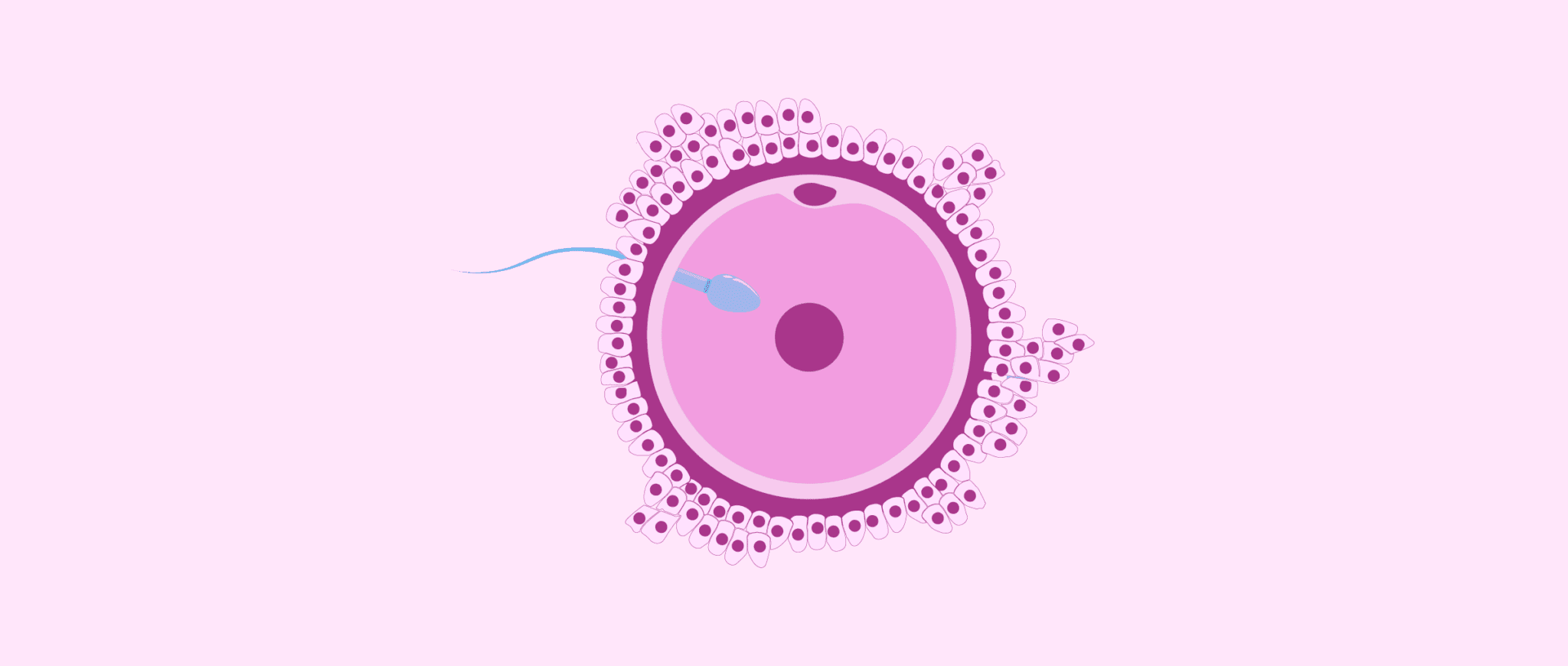 Unión óvulo y espermatozoide: fecundación