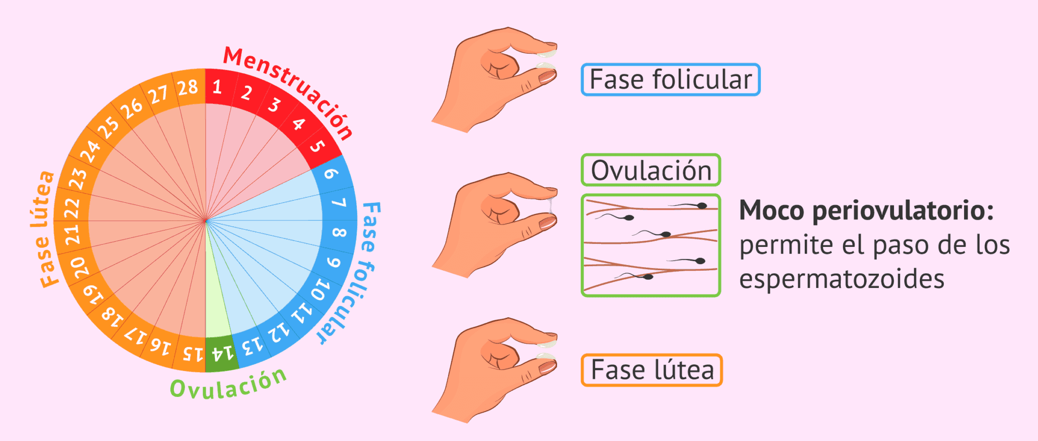 Moco cervical y ciclo menstrual