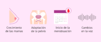 La fertilidad en la mujer: desarrollo del aparato reproductor femenino