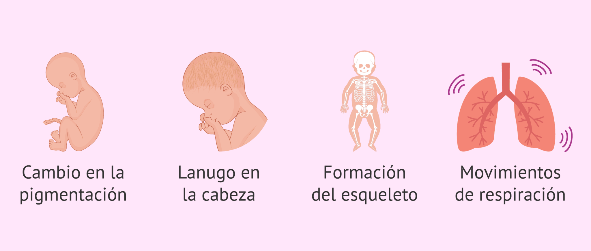 ¿Cómo es el sexto mes de embarazo? Cambios en el bebé y la madre
