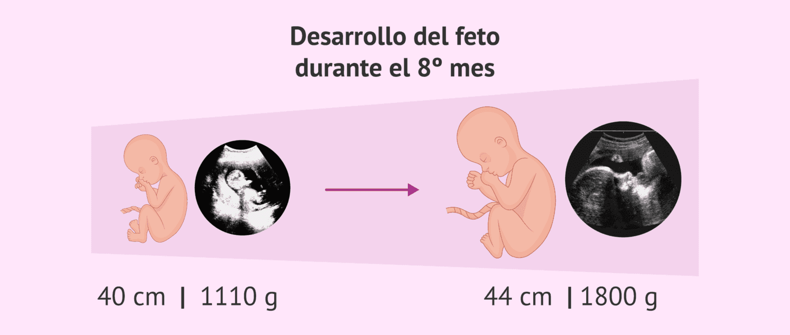 Evolución del feto en el 8º mes de embarazo