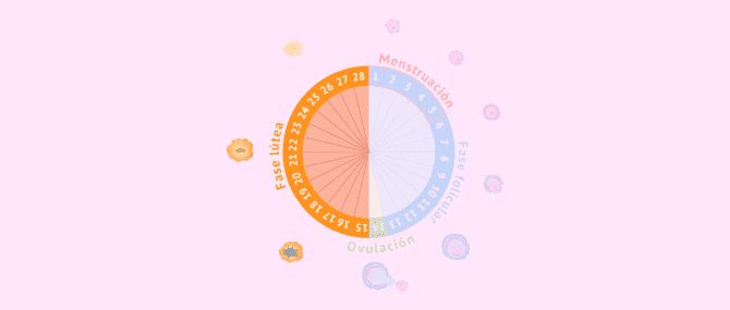 ¿Qué es y cuánto dura la fase lútea del ciclo menstrual?