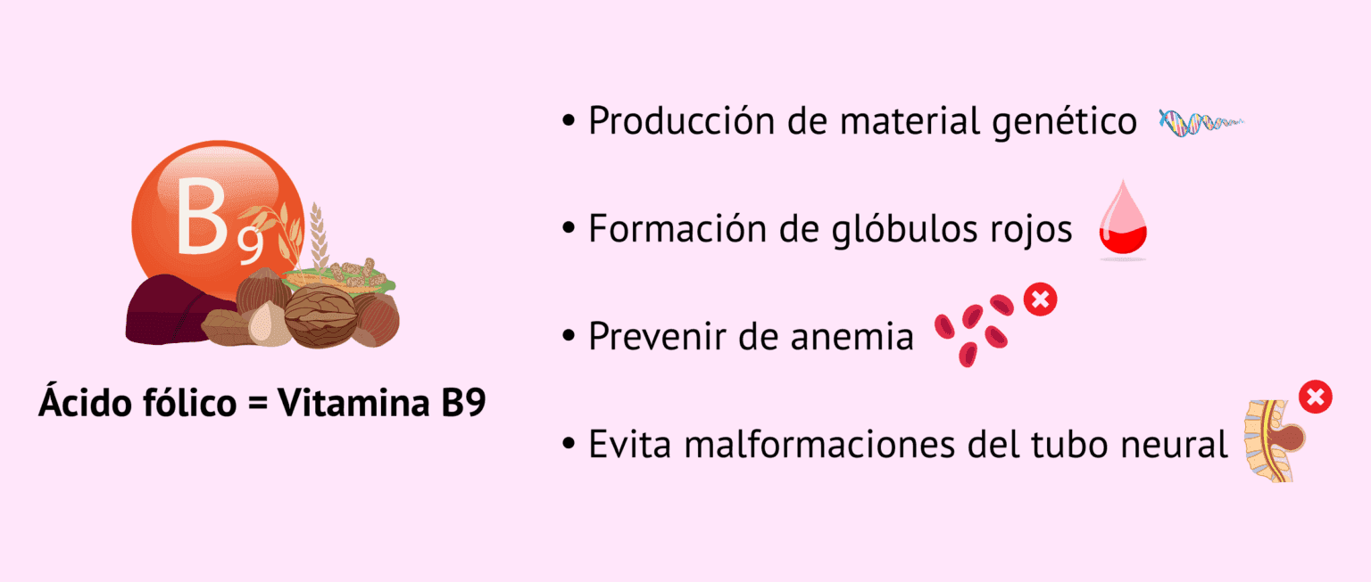 ¿Qué funciones tiene el ácido fólico?