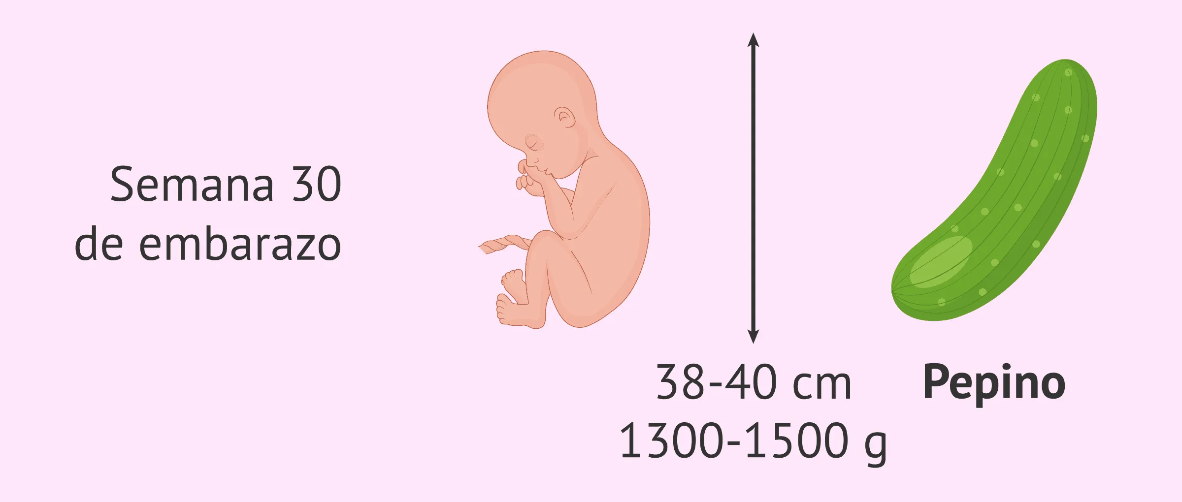 Desarrollo Fetal Durante El Embarazo De 30 Semanas Semana 27 De