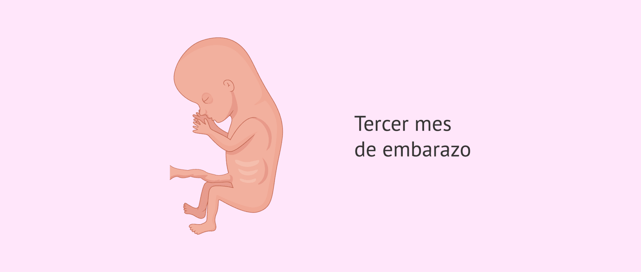 Embarazo mes a mes: desarrollo del feto y cambios en la madre
