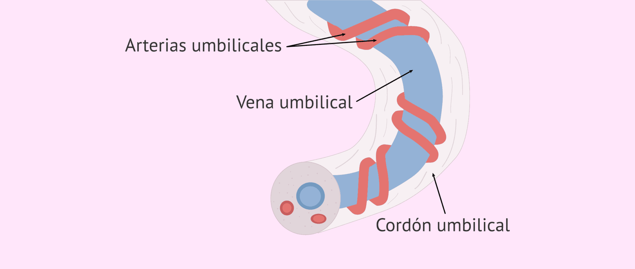 ¿Cómo es la formación de la placenta y el cordón umbilical?