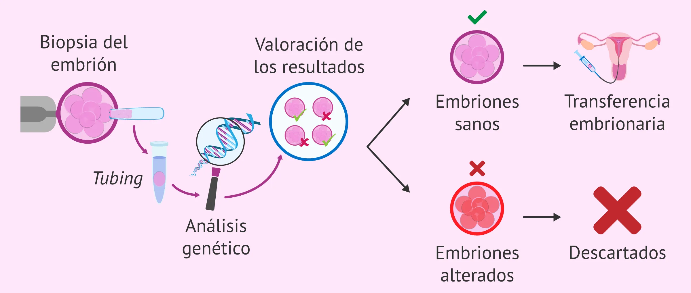 Ciclo De Reproducción Humana La Reproduccion Humana | PDF