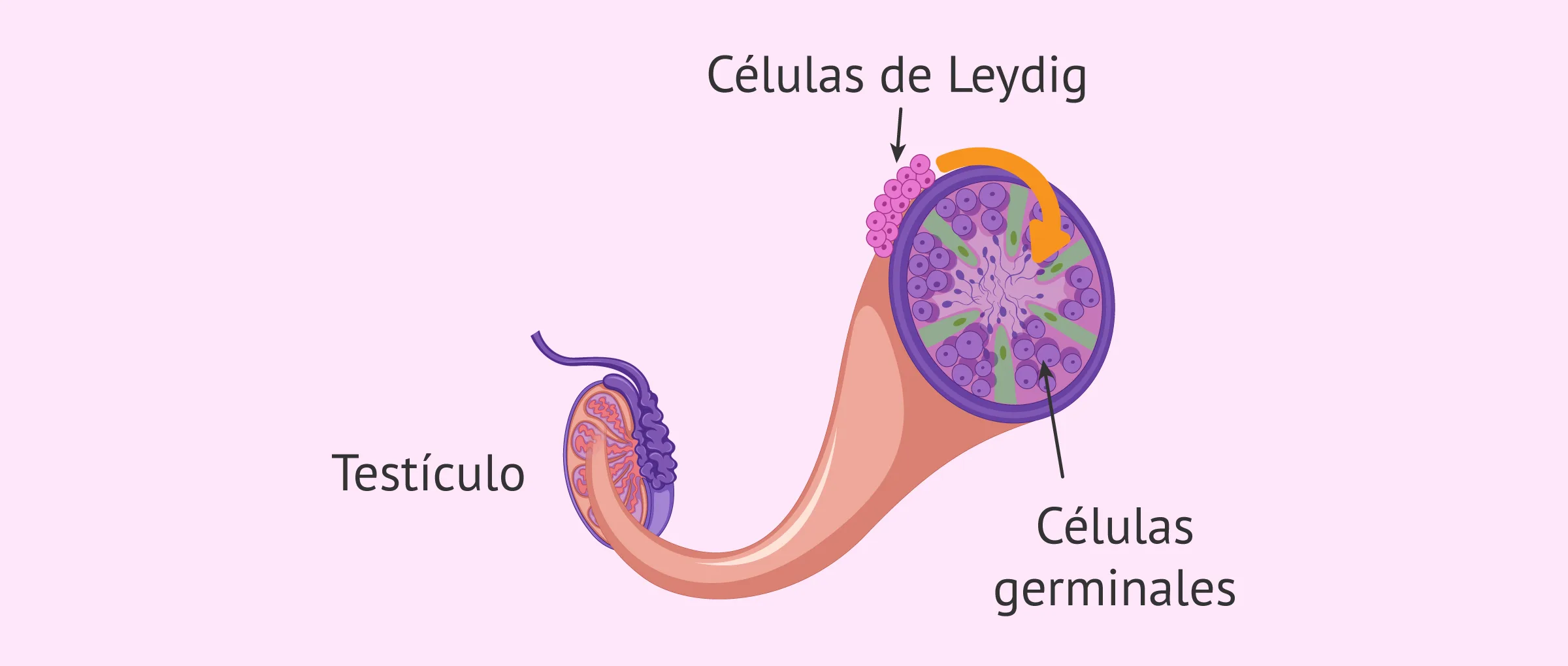 Histología De Las Células De Sertoli