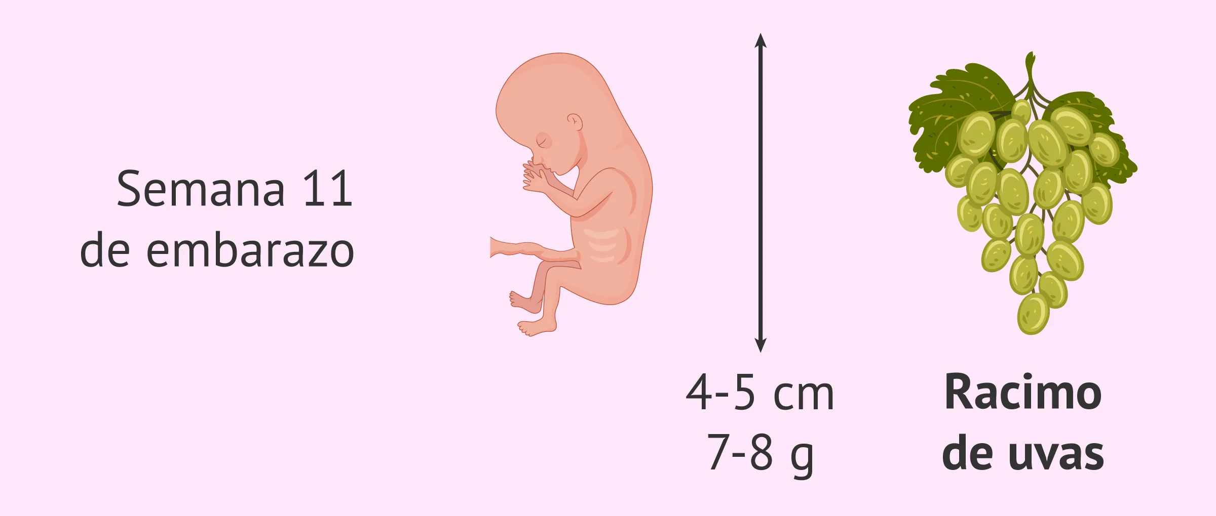 Feto de 11 semanas fotos: ¿Cómo es mi bebé?
