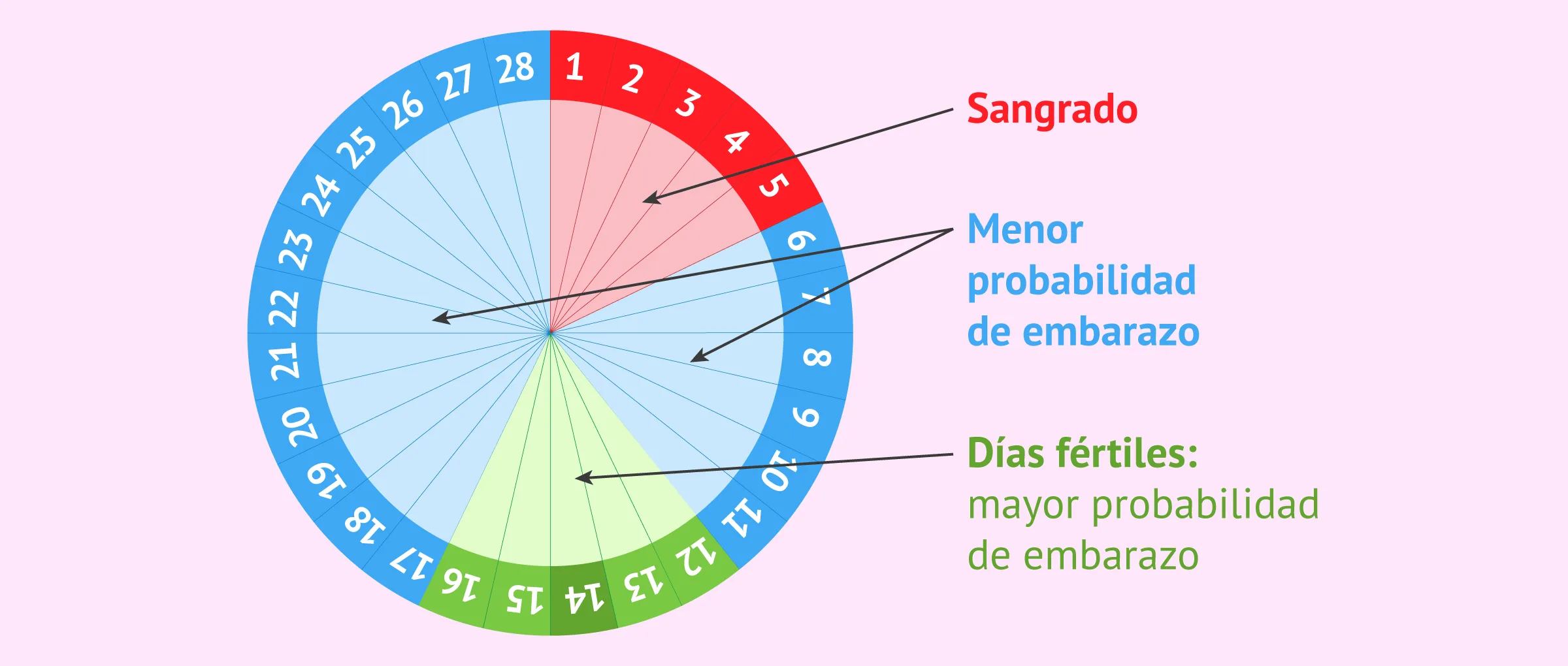 Las Fases Del Ciclo Menstrual