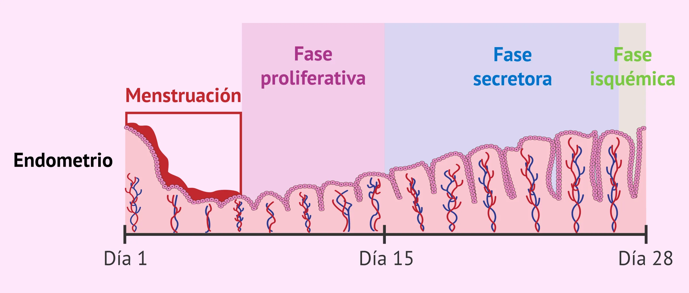 Fase isquémica del ciclo menstrual