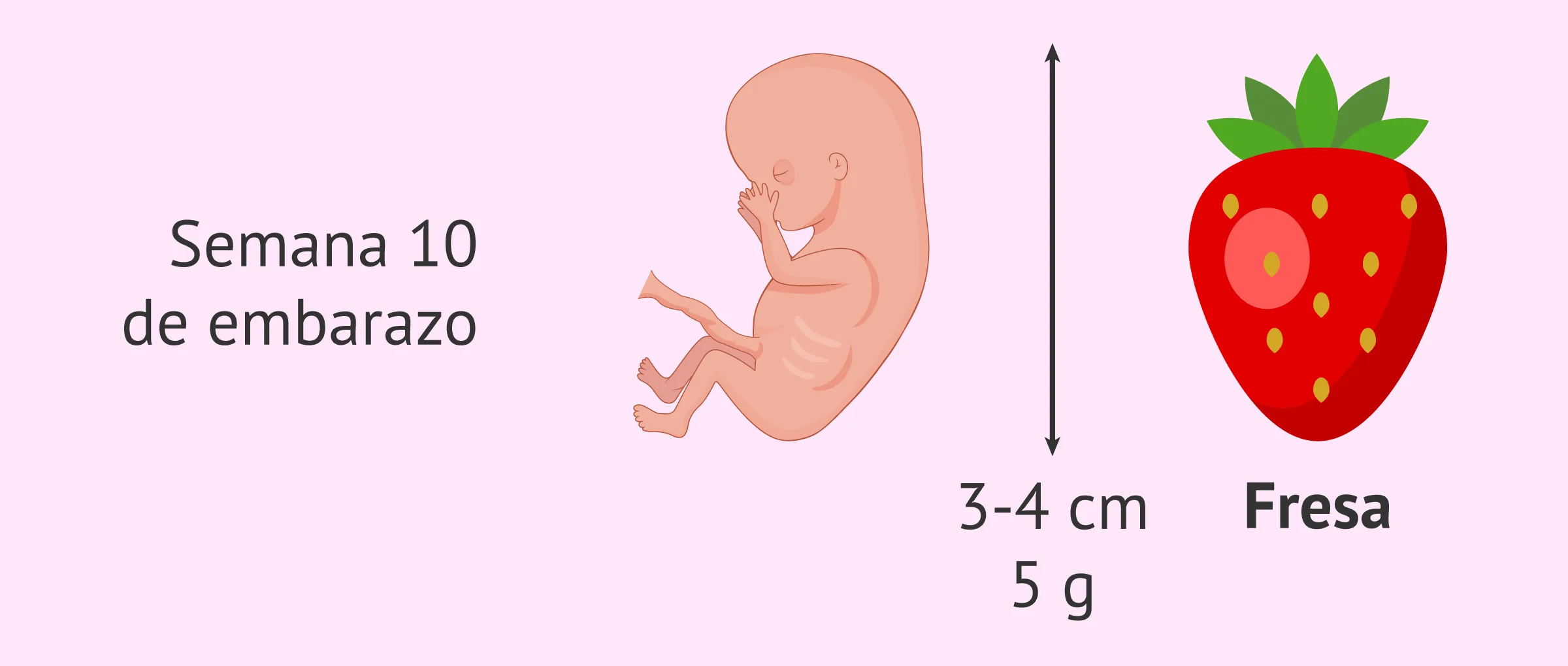 Bebe En El Vientre A Las 4 Semanas
