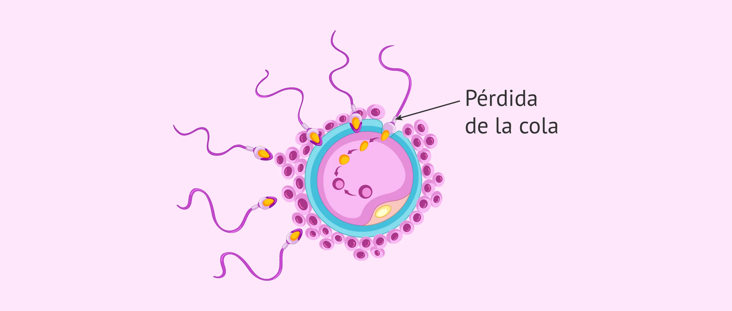 Anatomía De Un Espermatozoide