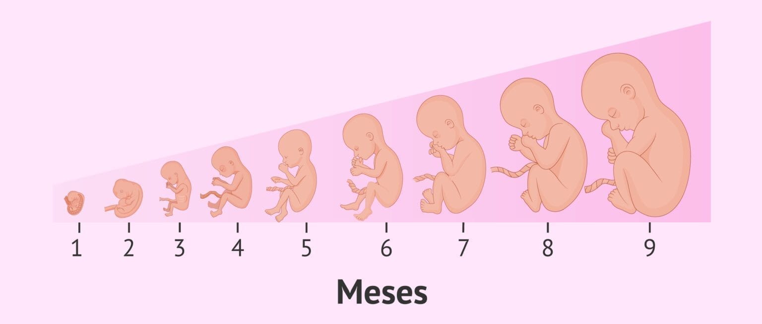 El Embarazo Síntomas Cuidados Y Etapas Del Desarrollo Fetal