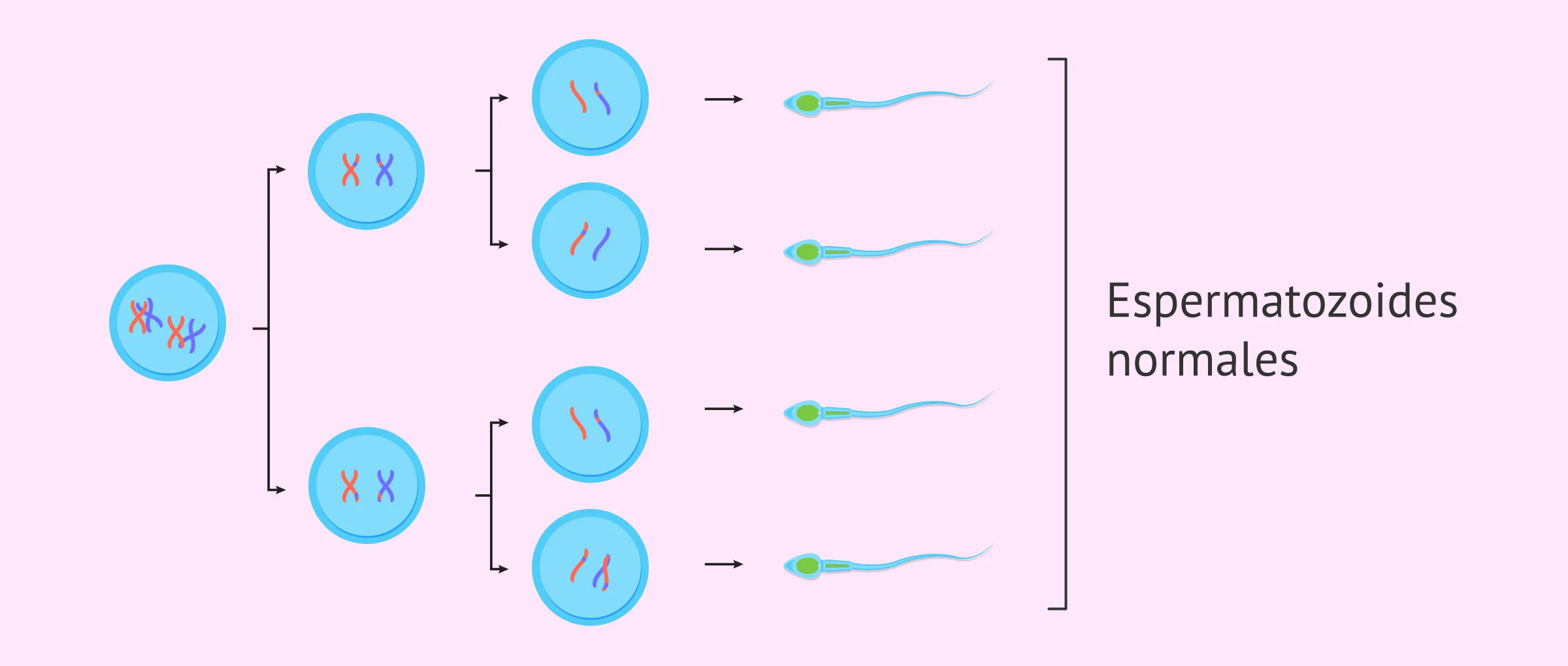 Espermatogenesis Fases Estudio De La Ultraestructura De La
