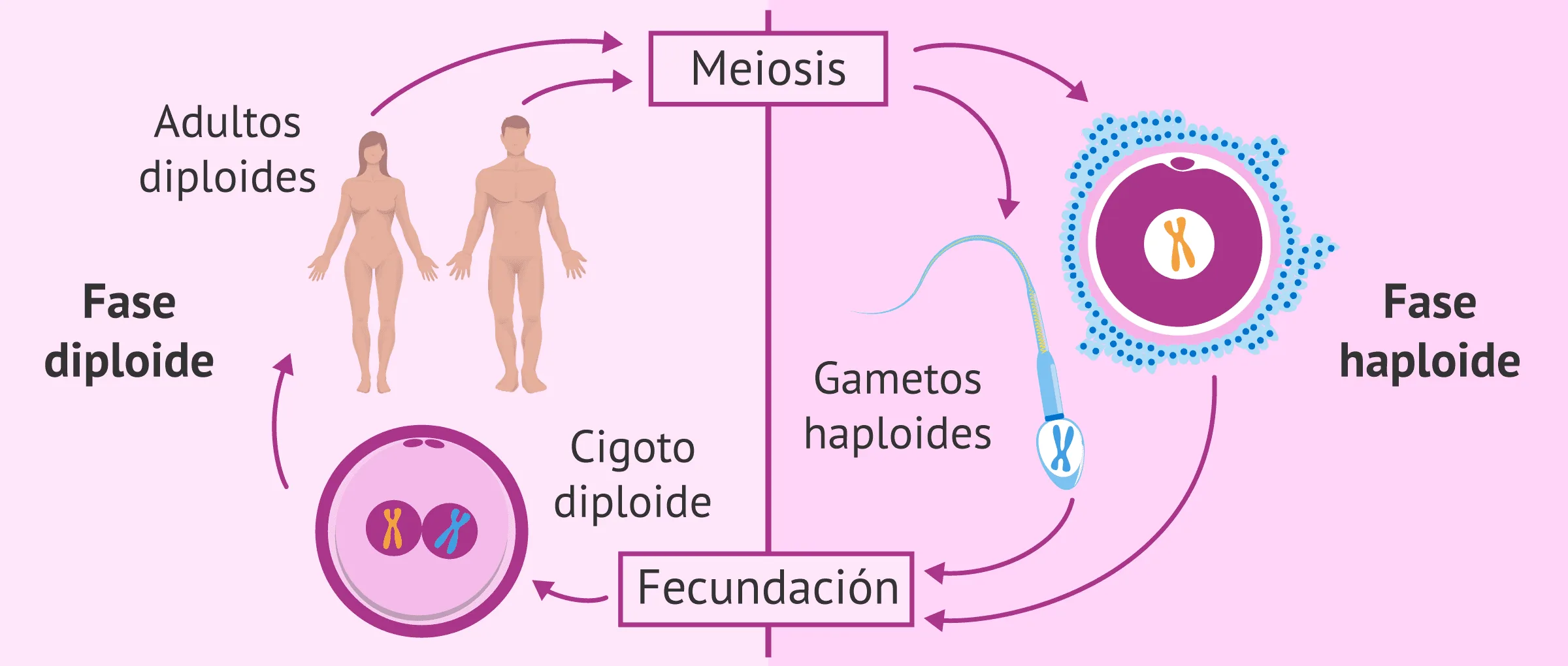Etapas De La Meiosis Profase 1 La Célula 8 Ciclo Celular Fase M