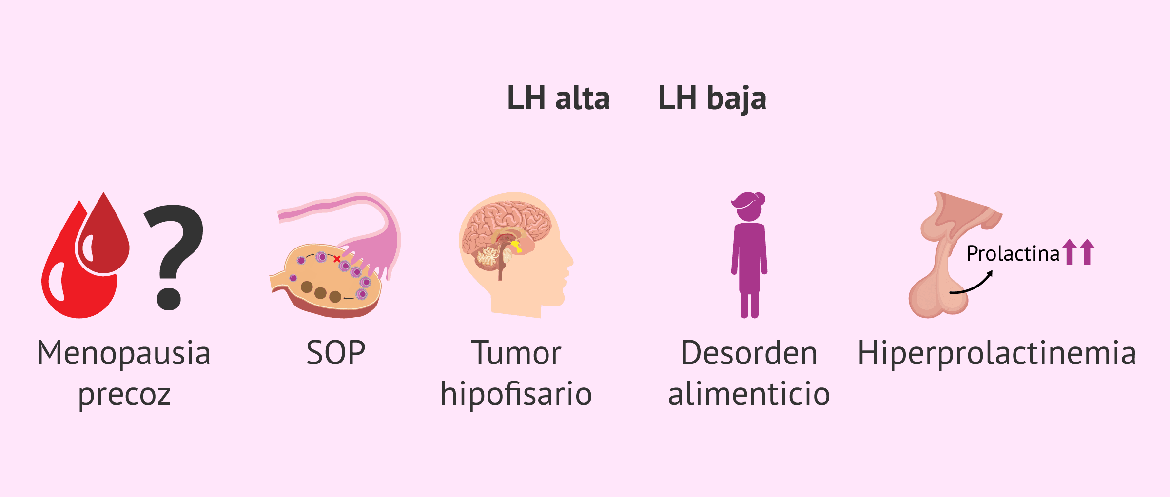 Hormona LH en hombres y mujeres: funciones y valores normales