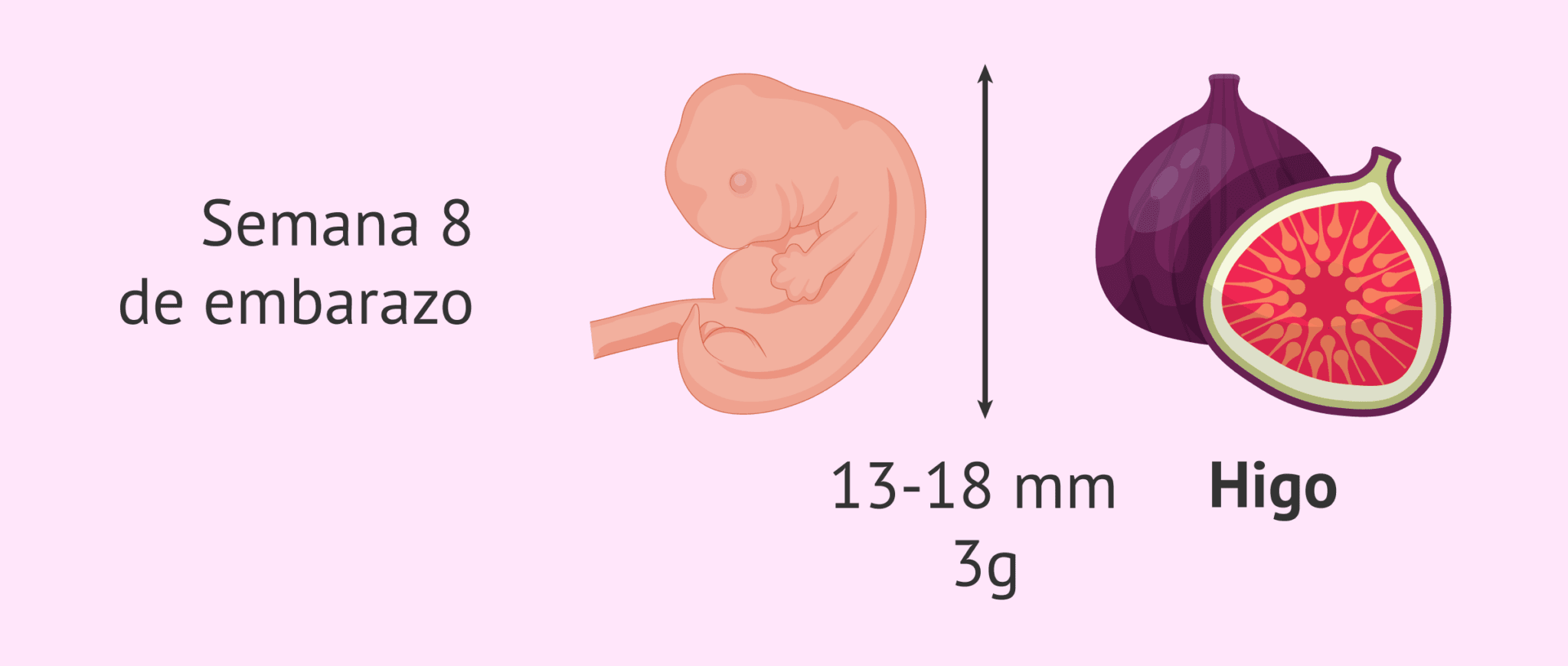 Tamaño del feto en la semana 8 de embarazo