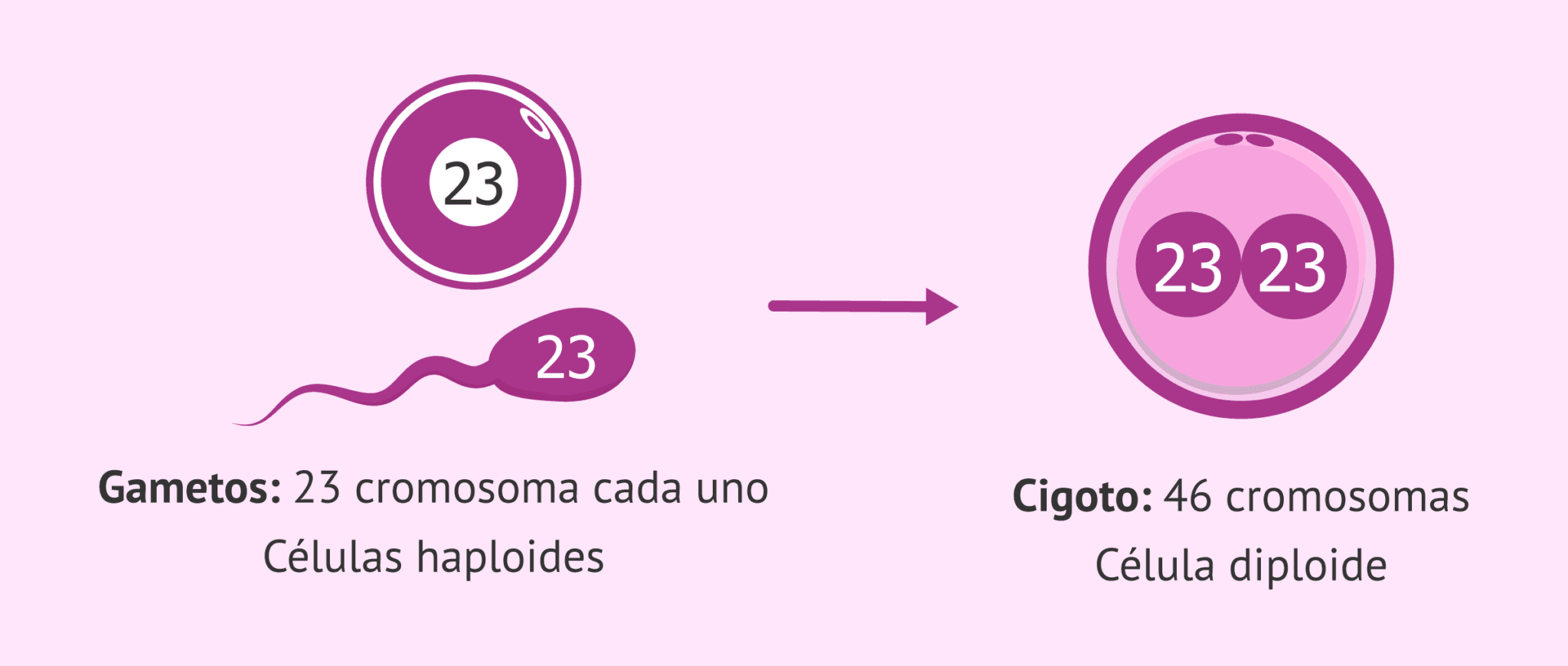 ¿Qué diferencias hay entre un cigoto y un gameto?