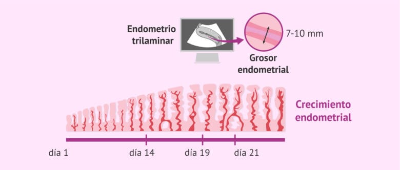 Crecimiento y características del endometrio para la implantación