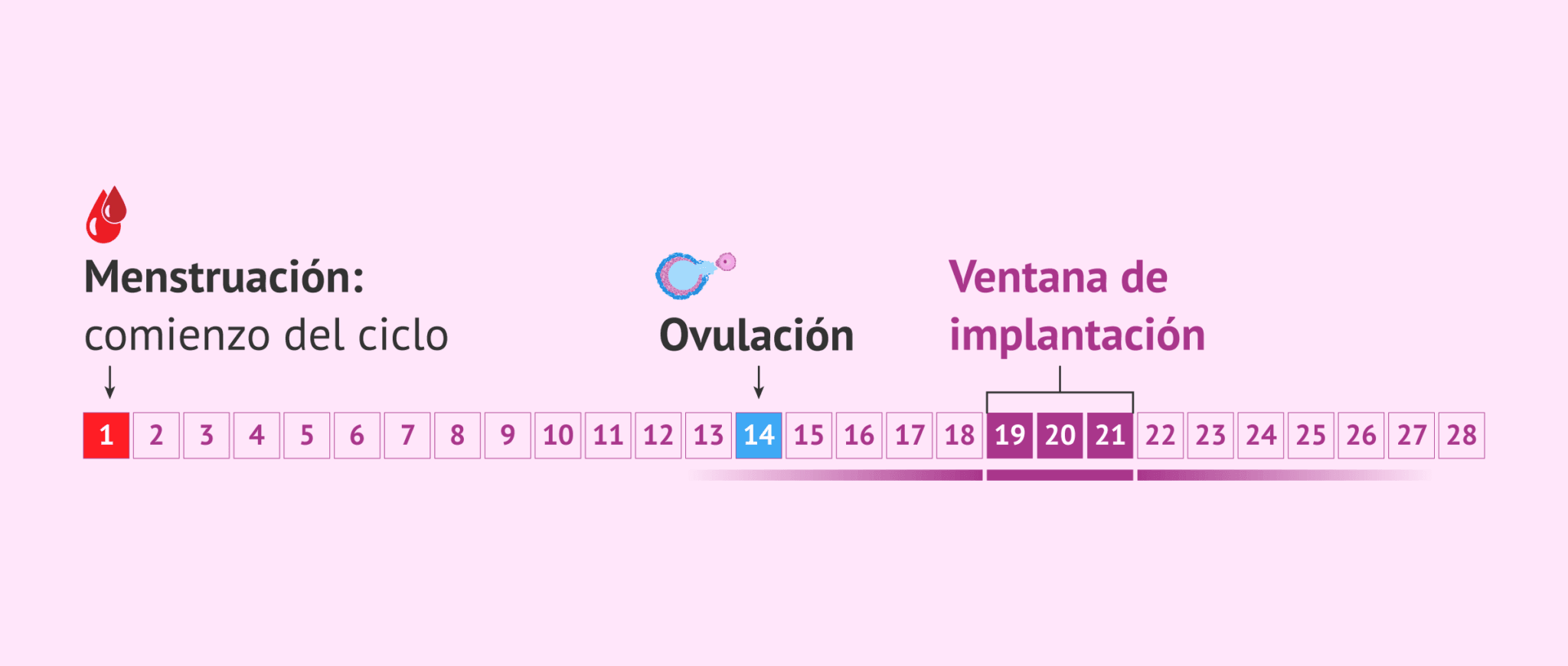 ¿Qué es la implantación del embrión y cuándo se produce?