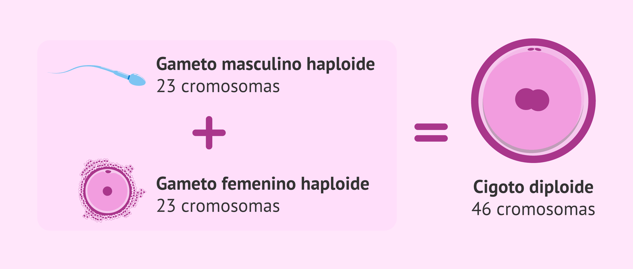 Formación de los espermatozoides: fases de la espermatogénesis