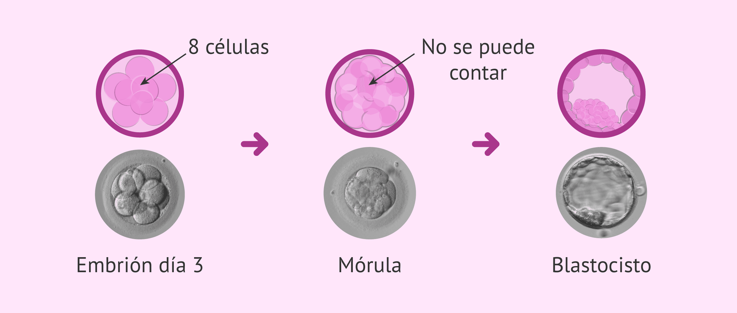 Célula Embrionaria Humana