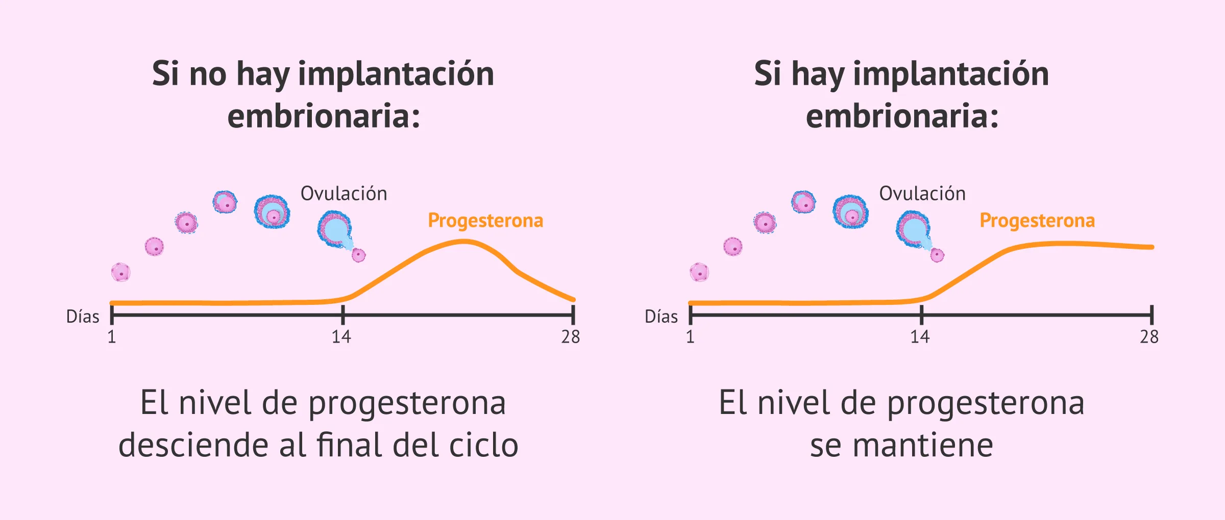 Qu Es Progesterona Su Definicin Y Significado 2021